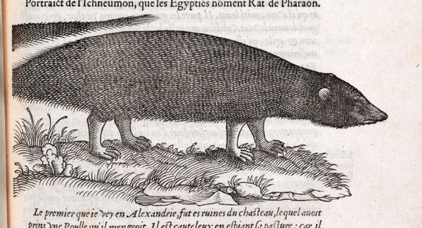 Ichneumon - Monstropedia